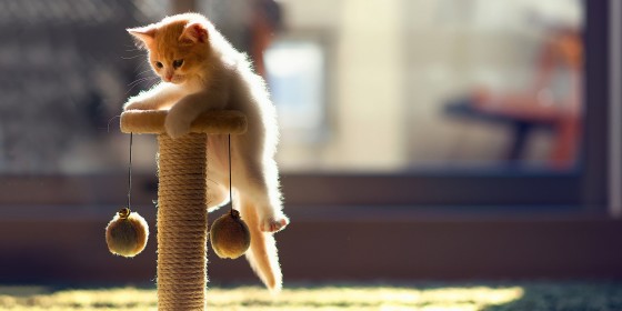 Cat Vertical Space 101: The Ultimate Guide