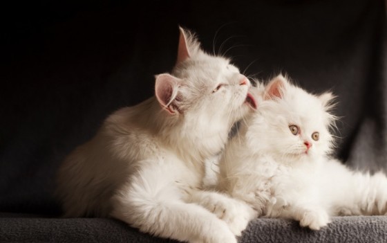 Why do cats obsessively groom themselves and others?