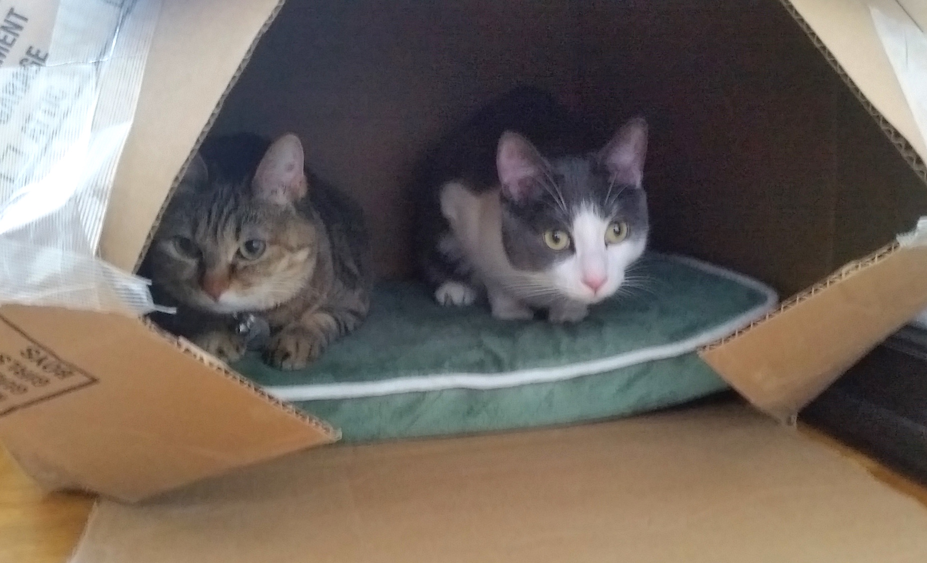Why are cats so fascinated with boxes?