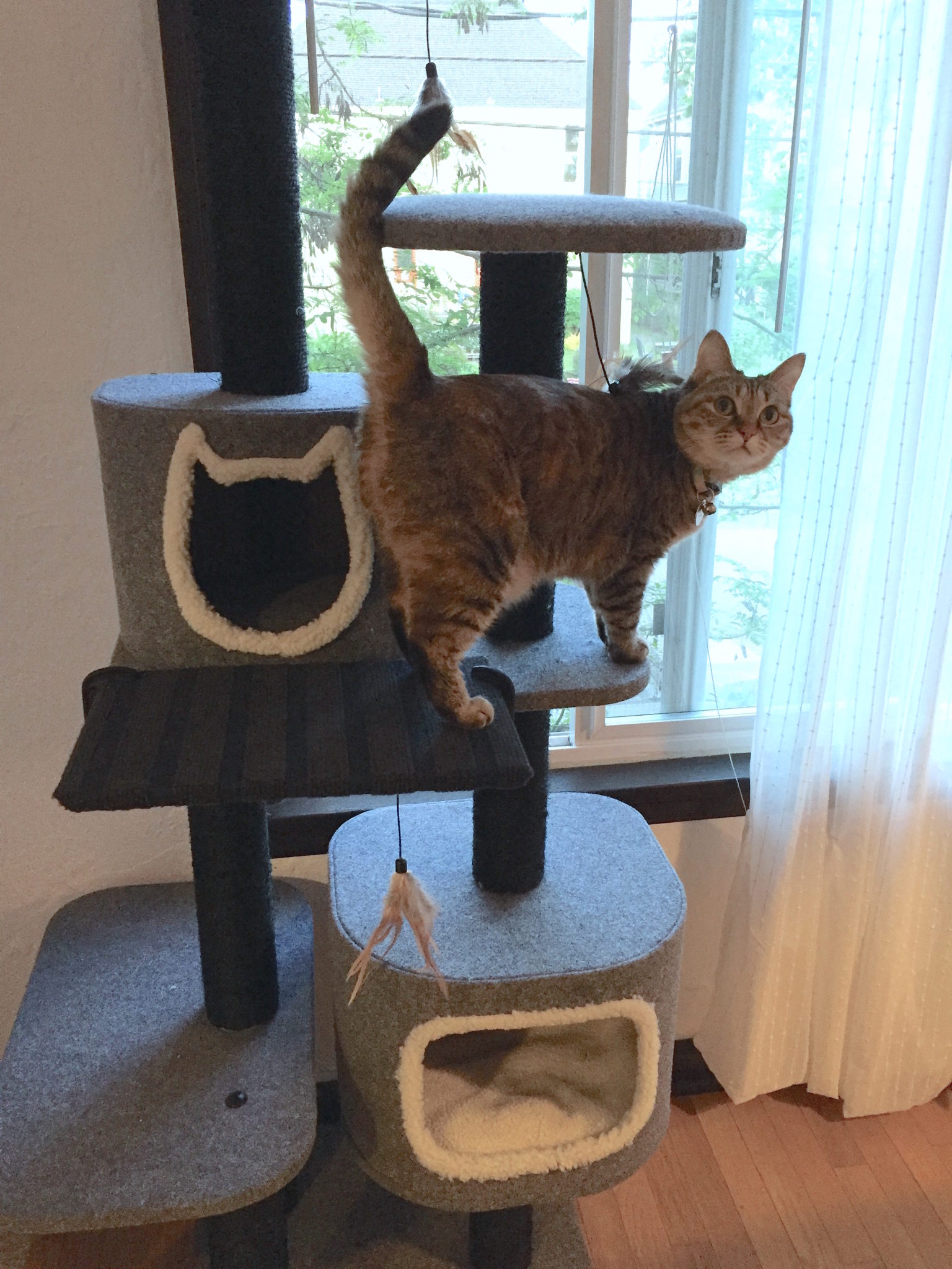 The Latest Why Cat Kitty Hacks: Vertical Space Edition