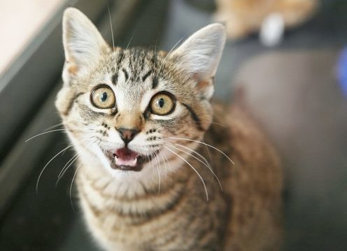 How To Decode Cat Sounds